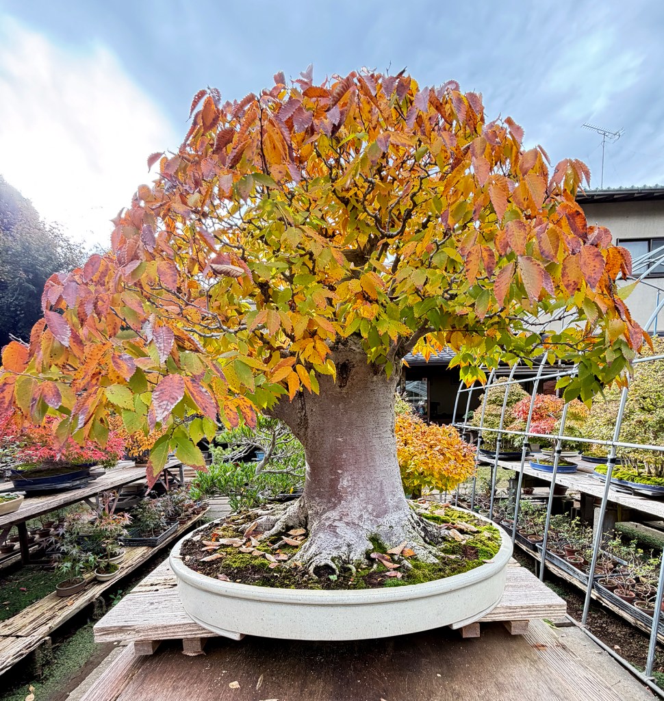 My Second Visit to Omiya Bonsai Village & More – Valavanis Bonsai Blog