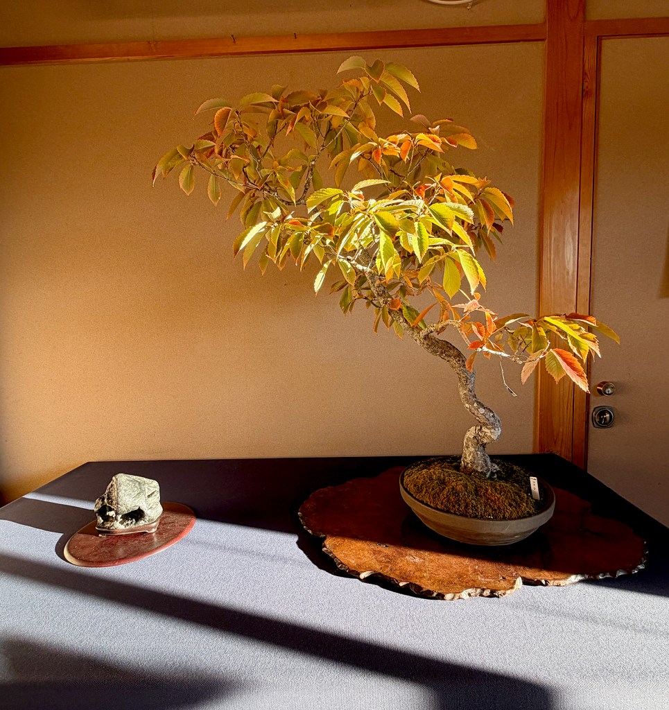My Second Visit to Omiya Bonsai Village & More – Valavanis Bonsai Blog