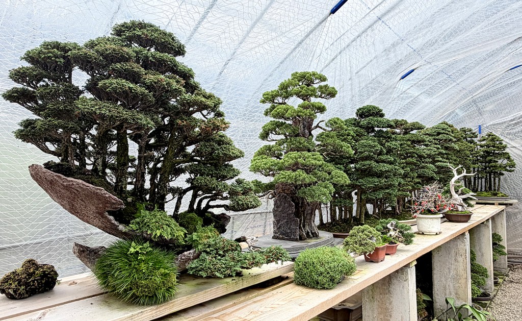 My Second Visit to Omiya Bonsai Village & More – Valavanis Bonsai Blog