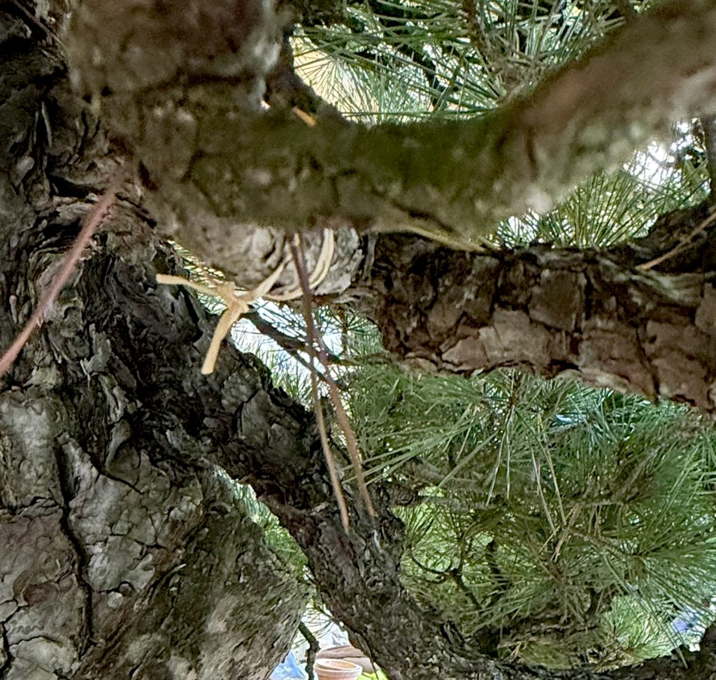Explore Kyoto's Bonsai Wonders at the Nippon Exhibition