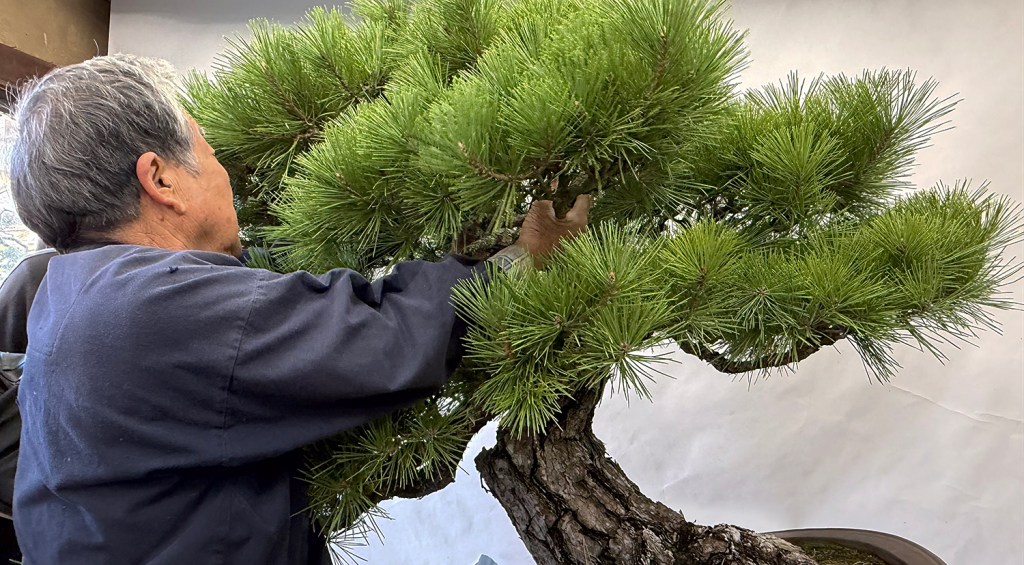 Explore Kyoto's Bonsai Wonders at the Nippon Exhibition