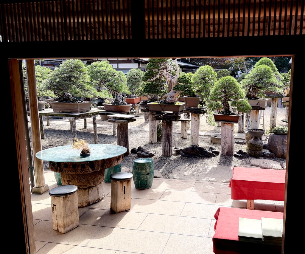 Explore Kyoto's Bonsai Wonders at the Nippon Exhibition