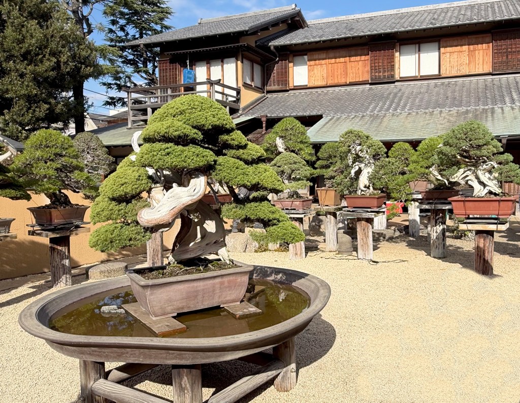 Explore Kyoto's Bonsai Wonders at the Nippon Exhibition