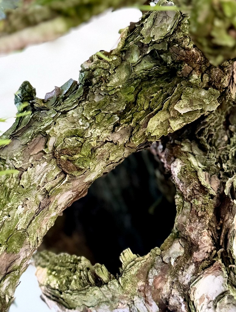 Explore Kyoto's Bonsai Wonders at the Nippon Exhibition