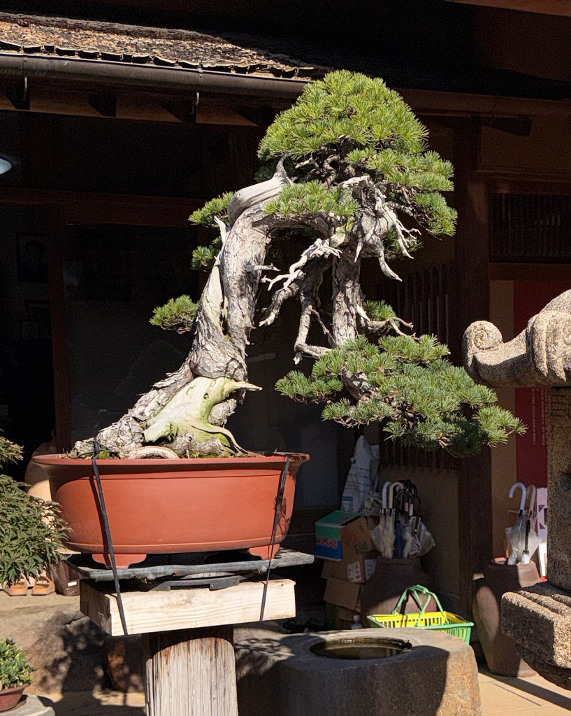 Explore Kyoto's Bonsai Wonders at the Nippon Exhibition