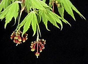 Understanding Full-Moon Maple Bonsai: Care and Cultivation