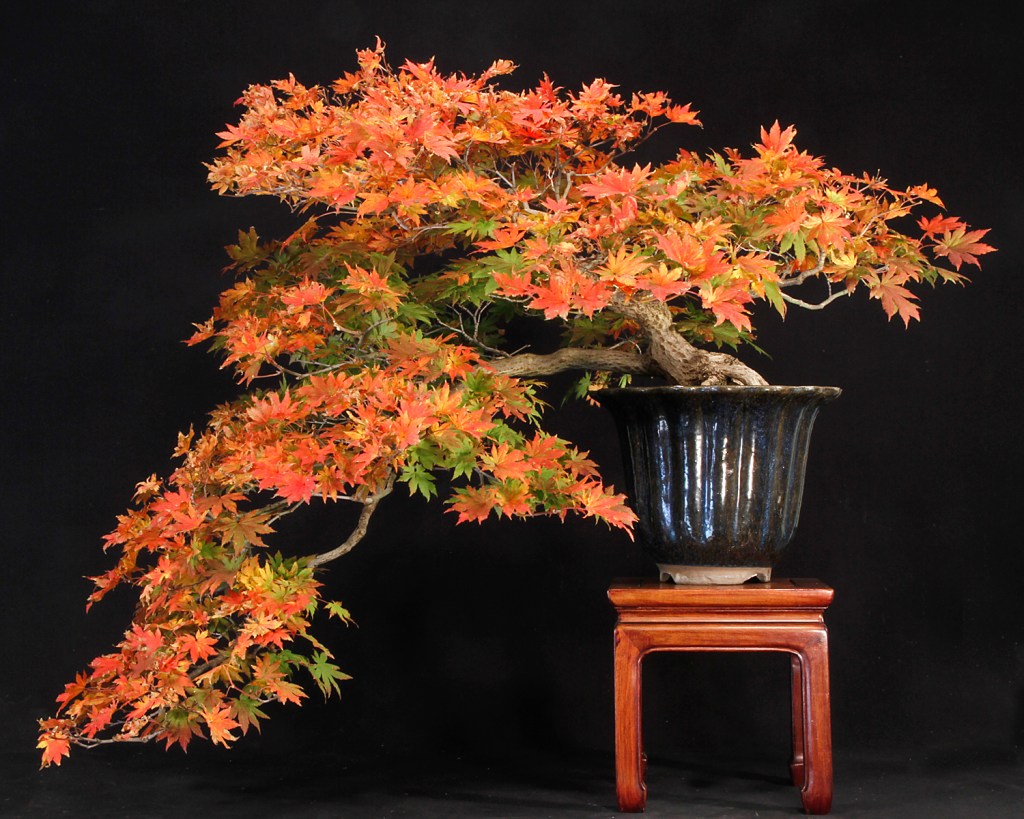 Understanding Full-Moon Maple Bonsai: Care and Cultivation