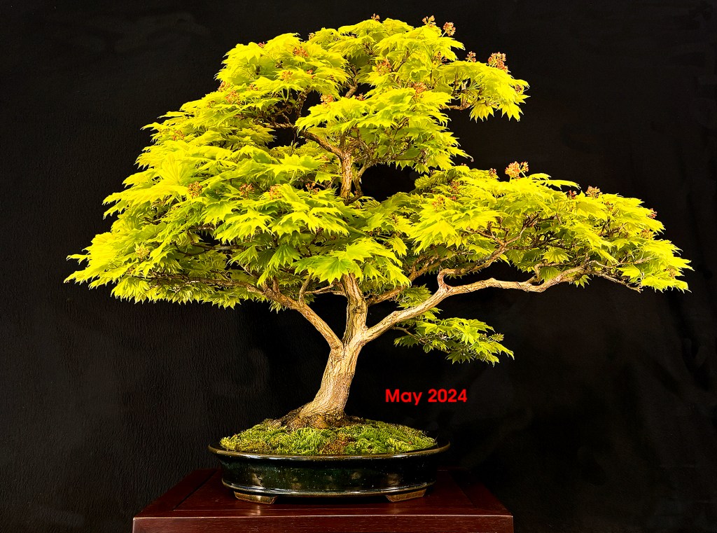 Understanding Full-Moon Maple Bonsai: Care and Cultivation
